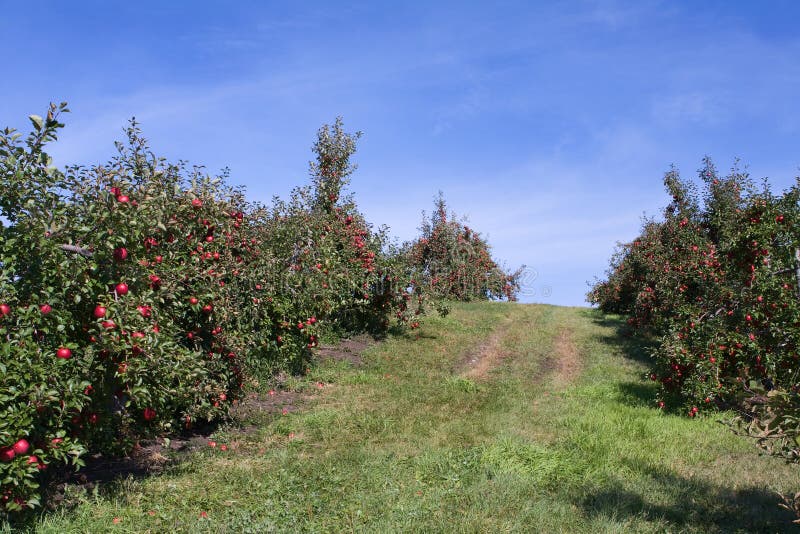 Apple Orchard Field Full of Apples Stock Image - Image of eating ...