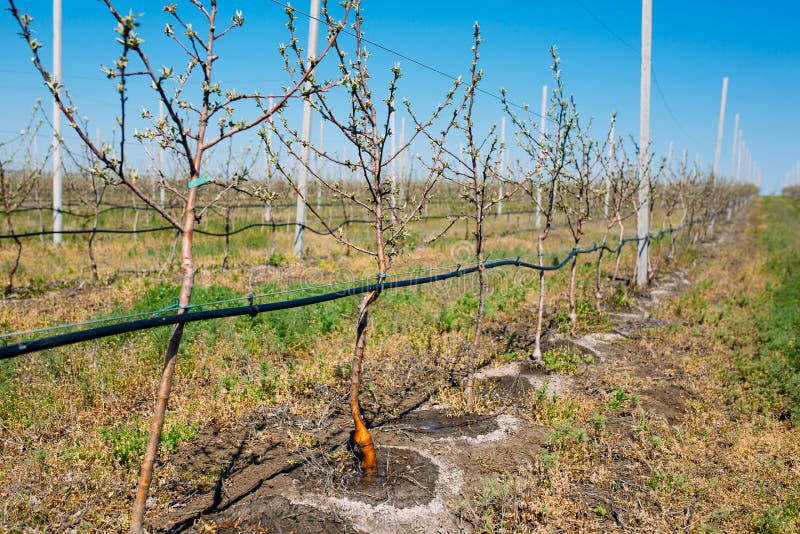 Apple Orchard Garden in Springtime with Rows of Trees with Blossom ...
