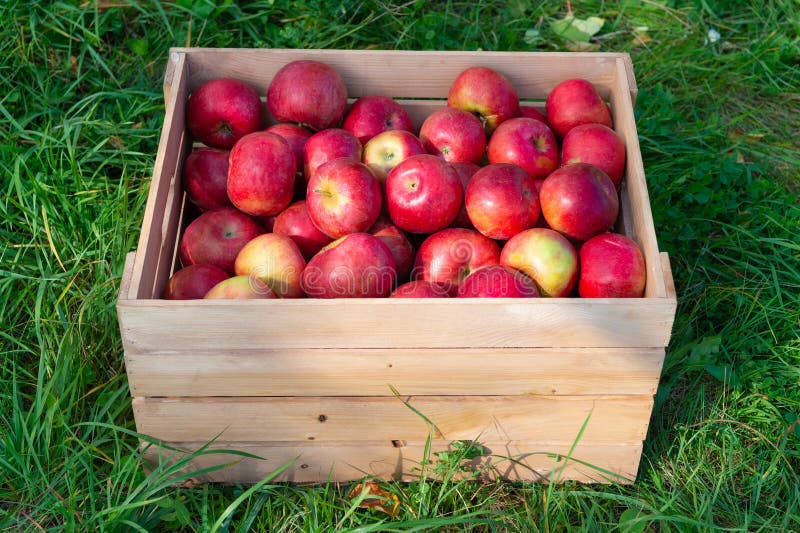 Apple Orchard Harvest in Box. Apple Orchard Harvest in Autumn Stock ...