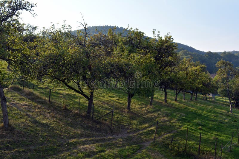 Apple Orchard on Hills of Germany Stock Image - Image of delicious ...
