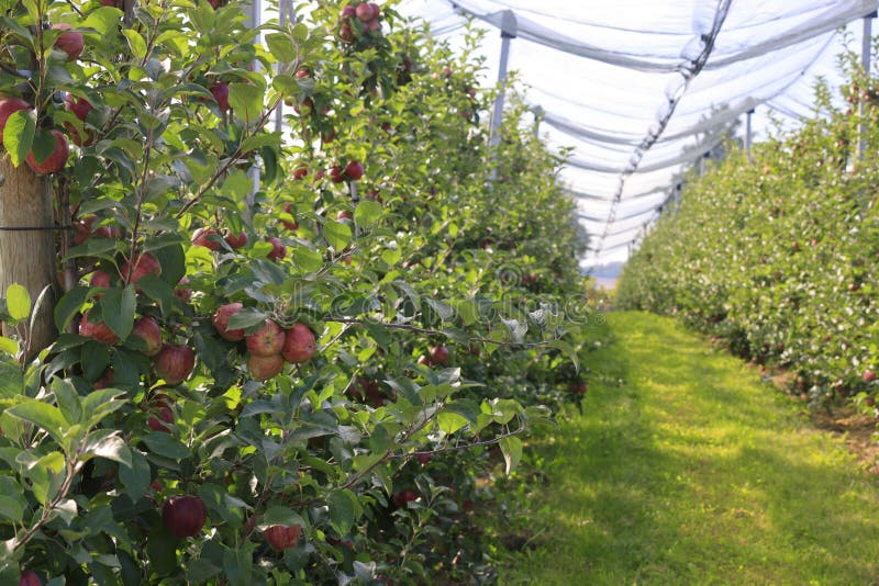 An Apple Orchard in Hohenlohe, Germany Stock Image - Image of summer ...