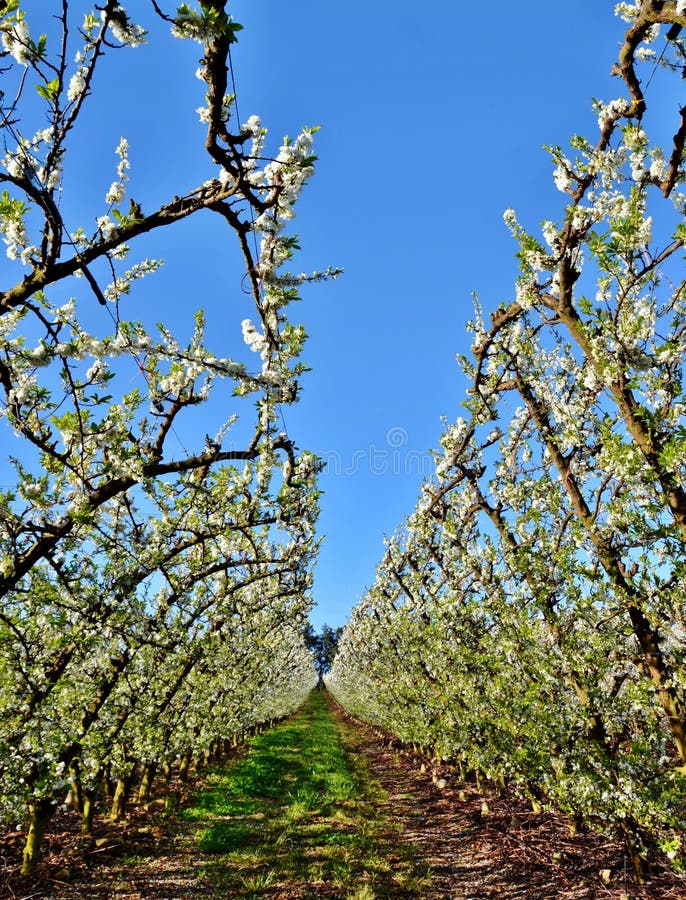 Apple Orchard stock photo. Image of landscape, rural - 45608528