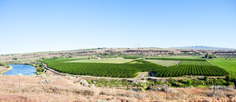 Apple Orchard stock photo. Image of orchard, umatilla - 35258588
