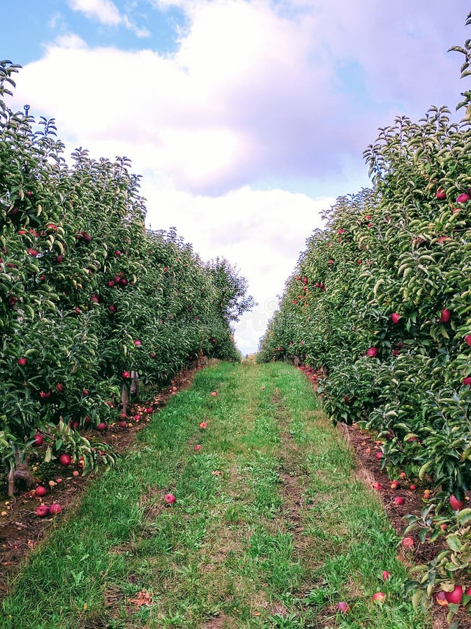 Apple Orchard stock photo. Image of grass, apple, path - 101146052