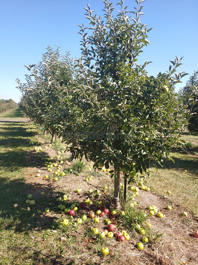 At an apple orchard stock photo. Image of plant, produce - 260031834