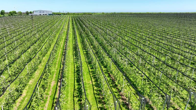 An Apple Orchard Planted Using Modern Horticultural Techniques. Drone ...