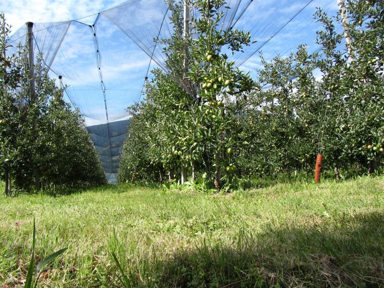 Apple Orchard with Protection Nets Stock Photo - Image of nets ...