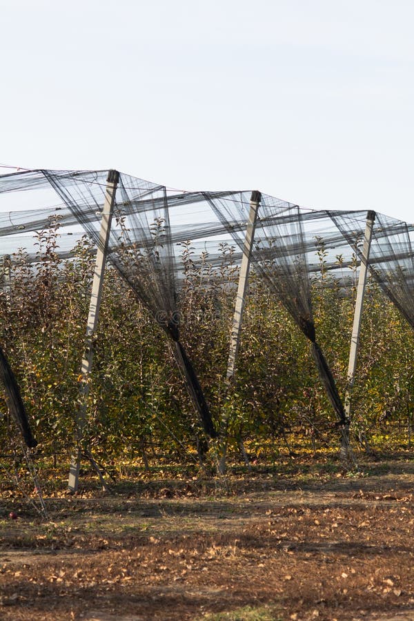 125 Apple Orchard Protection Nets Stock Photos - Free & Royalty-Free ...