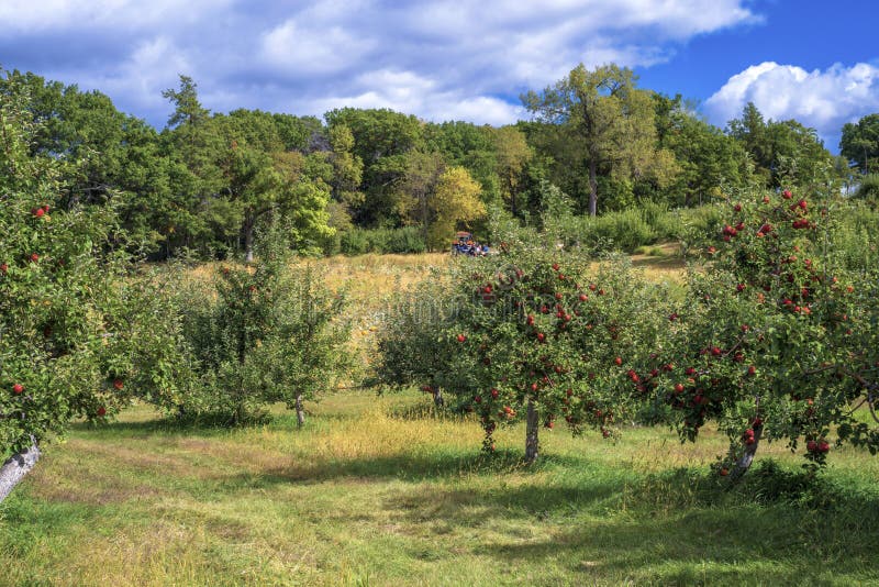 Apple Orchard and Pumkin Patch Stock Photo - Image of produce, plant ...