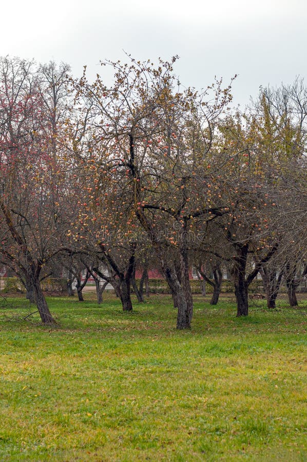 Autumn Apple Orchard at Sunset. Stock Image - Image of farm, blue ...
