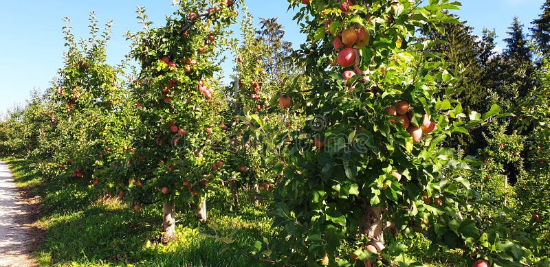Apple Orchard with Red Apples in Autumn before Harvest Stock Photo ...