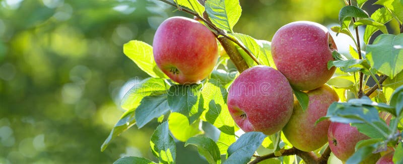 Apple Orchard. Ripe Apples in the Garden Ready for Harvest. Stock Image ...