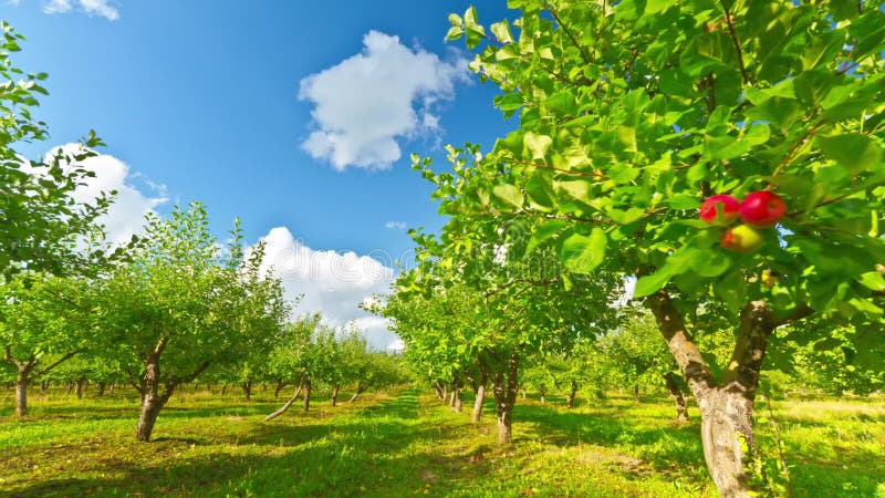Ripe Apples on the Branches of an Apple Tree in an Orchard with Morning ...