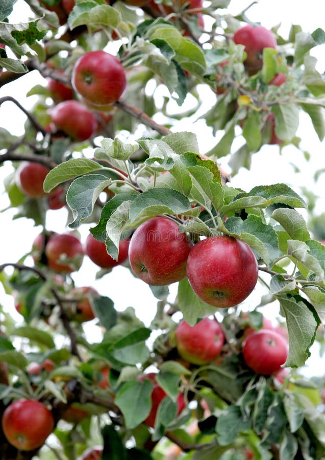 Apple Orchard with Ripe Apples on the Trees Ready for Harvesting Stock ...