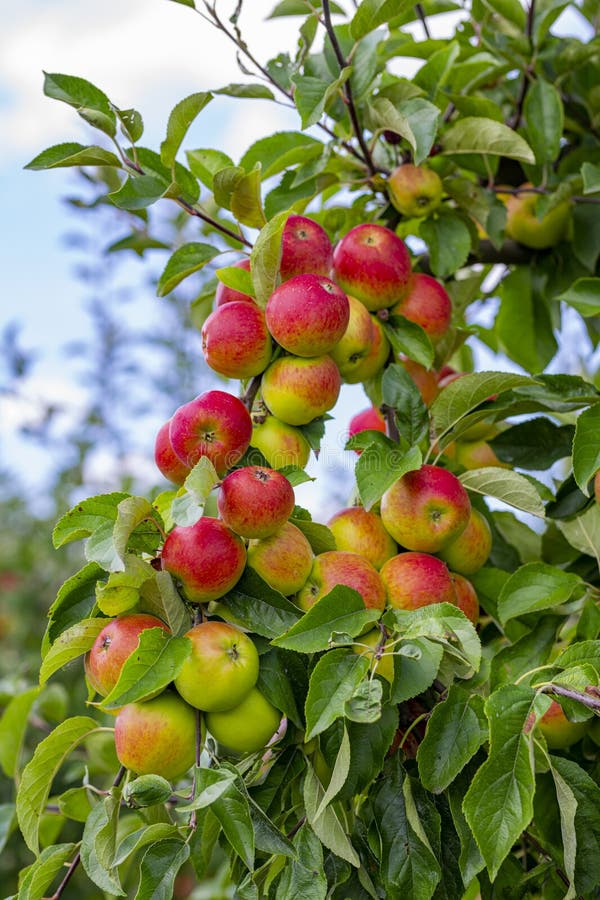 Apple Orchard. Ripe Red Apples in Garden. Red Apples on a Branch. Apple ...