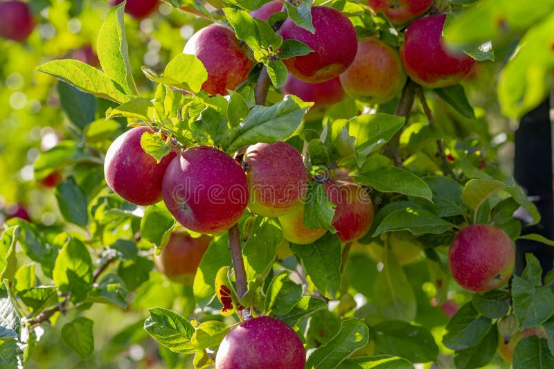 Apple Orchard. Ripe Red Apples in Garden. Red Apples on a Branch. Apple Orchard for Background ...
