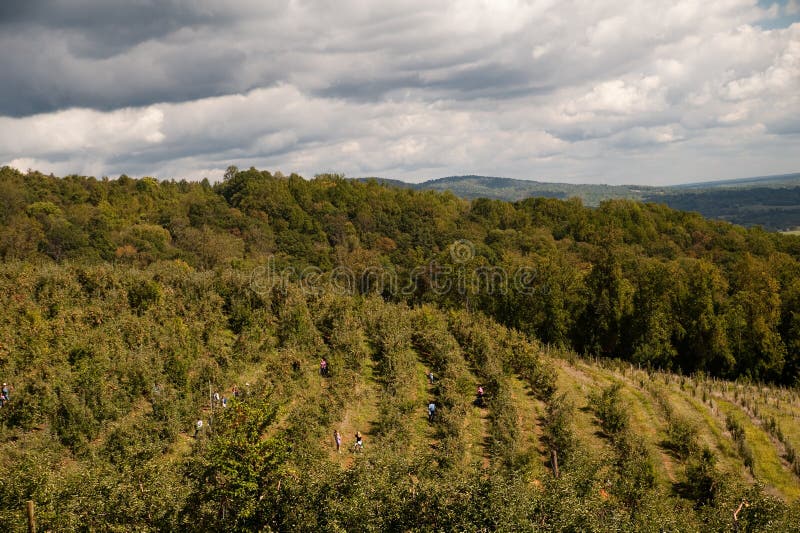 Apple Orchard Rows Aerial View Stock Photo - Image of green ...