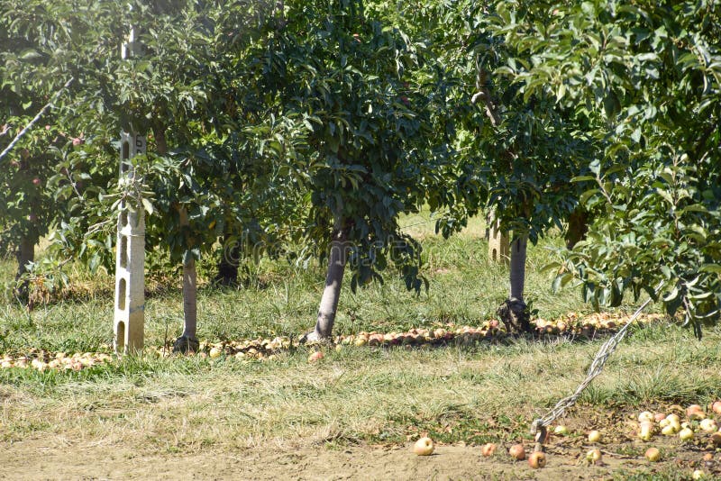 Apple Orchard. Rows of Trees and the Fruit of the Ground Under T Stock ...