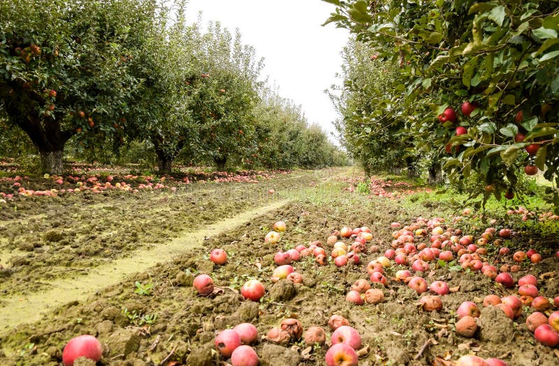 Apple Orchard. Rows of Trees and the Fruit of the Ground Under T Stock ...