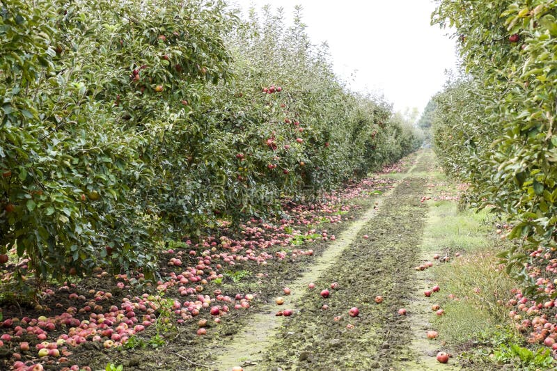 Apple Orchard. Rows of Trees and the Fruit of the Ground Under T Stock ...