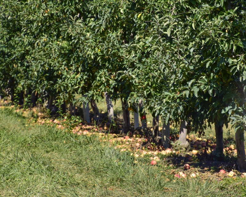 Apple Orchard. Rows of Trees and the Fruit of the Ground Under T Stock ...
