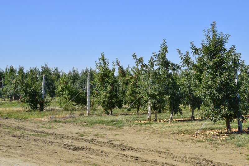 Apple Orchard. Rows of Trees and the Fruit of the Ground Under T Stock ...