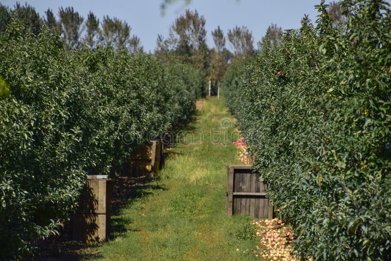 Apple Orchard. Rows of Trees and the Fruit of the Ground Under T Stock ...