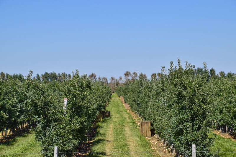 Apple Orchard. Rows of Trees and the Fruit of the Ground Under T Stock ...