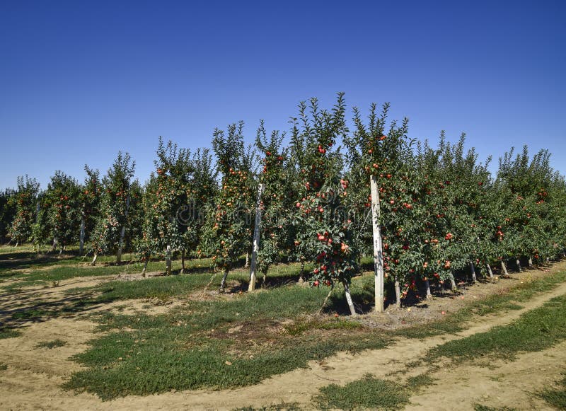 Apple Orchard. Rows of Trees and the Fruit of the Ground Under T Stock ...