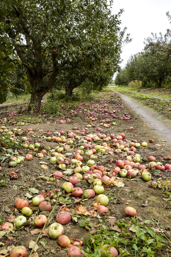 Apple Orchard. Rows of Trees and the Fruit of the Ground Under T Stock ...