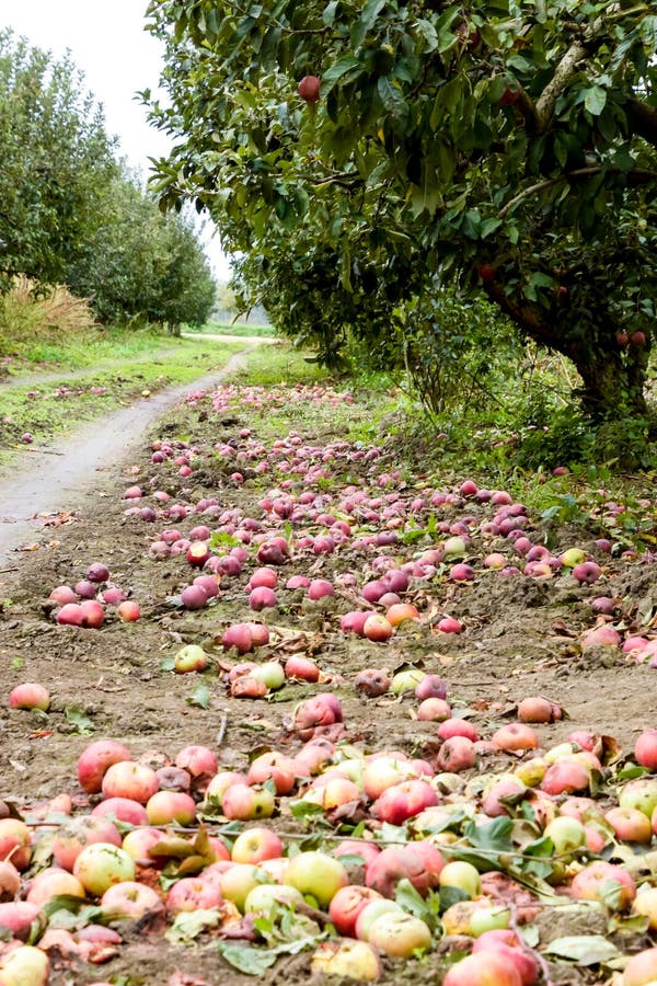 Apple Orchard. Rows of Trees and the Fruit of the Ground Under the ...