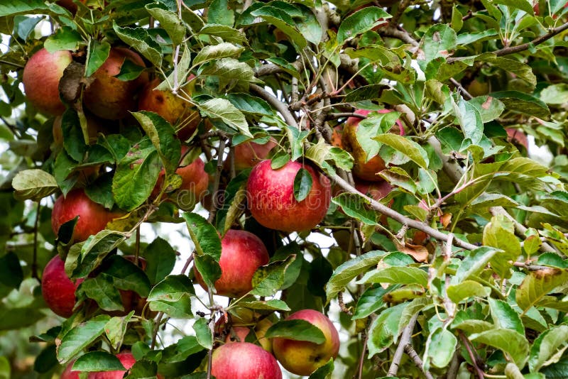 Apple Orchard. Rows of Trees and the Fruit of the Ground Under the ...