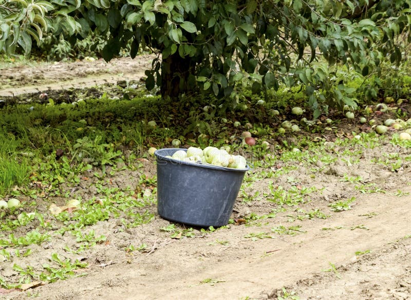 Apple Orchard. Rows of Trees and the Fruit of the Ground Under T Stock ...