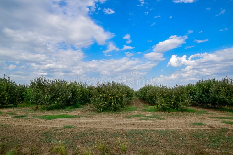 Apple Orchard. Rows of Trees and the Fruit of the Ground Under the ...