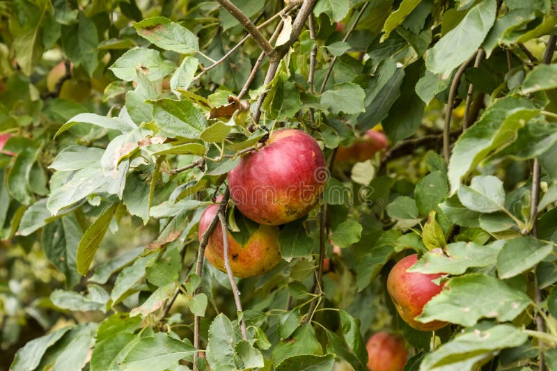 Apple Orchard. Rows of Trees and the Fruit of the Ground Under T Stock ...