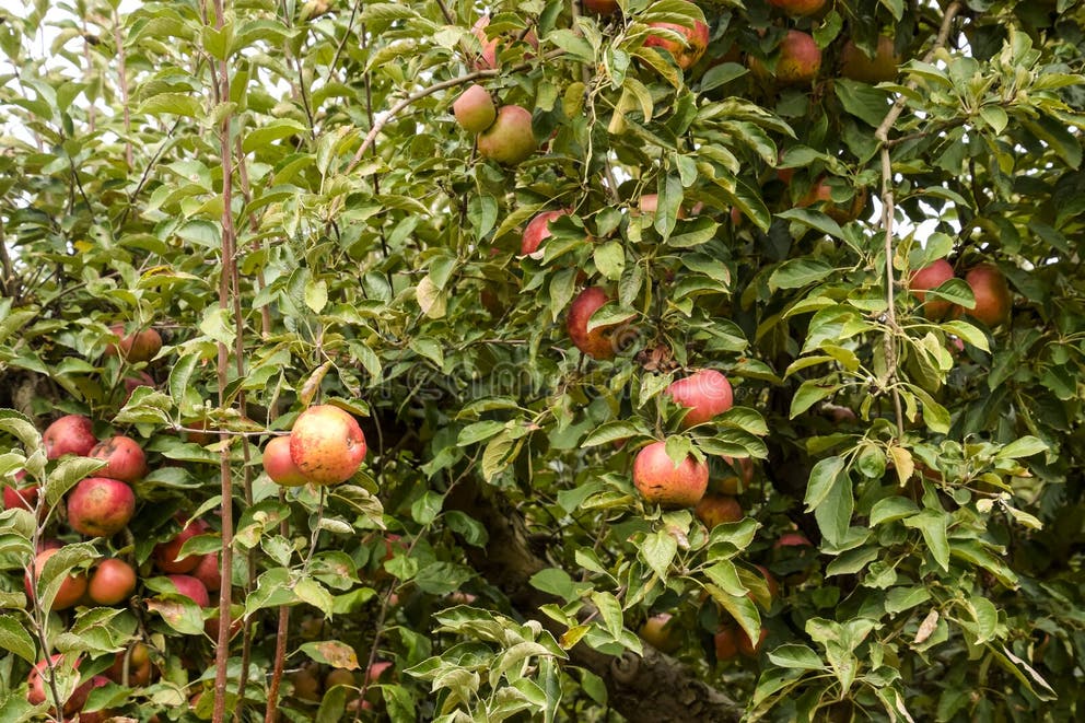Apple Orchard. Rows of Trees and the Fruit of the Ground Under T Stock ...