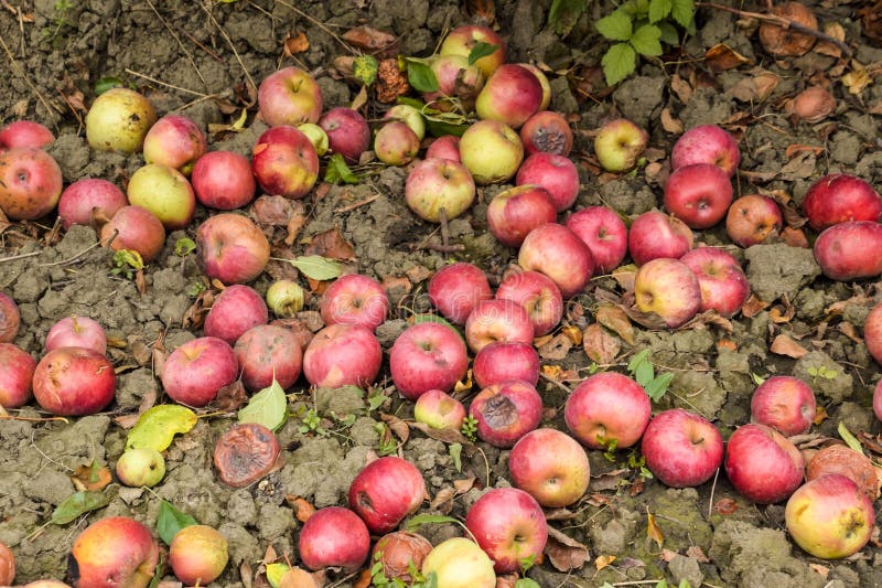 Cut fruit of ground-cherry stock image. Image of flower - 29387643