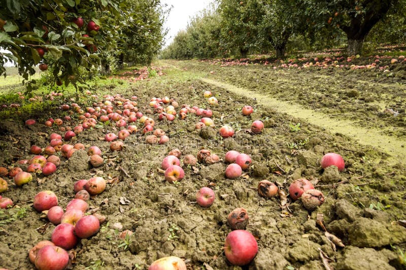 Apple Orchard. Rows of Trees and the Fruit of the Ground Under T Stock ...