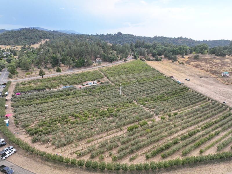 Apple Orchard, Rows of Apple Trees Full of Fruit Ready for Picking ...