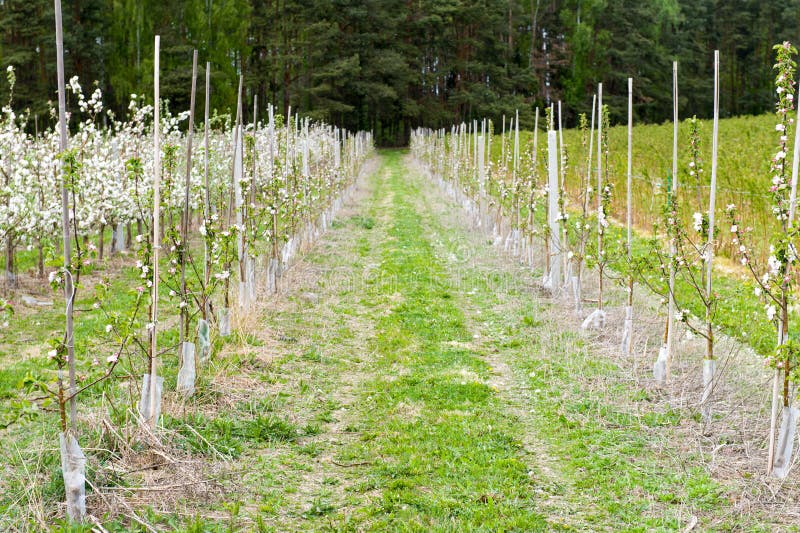 Apple Orchard Rows stock photo. Image of trees, young - 46860604