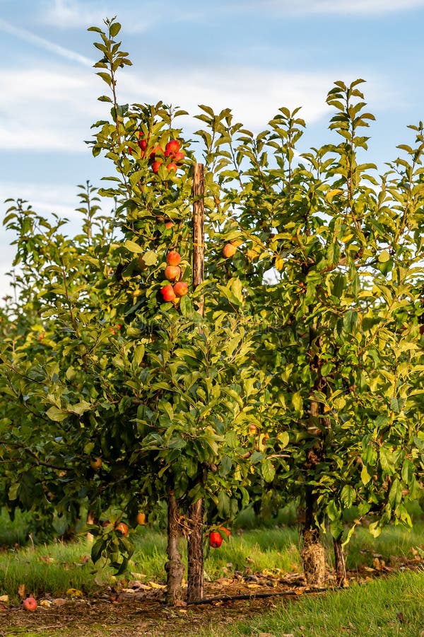 An Apple Orchard in September with Fruit Ready for Picking on the Trees ...