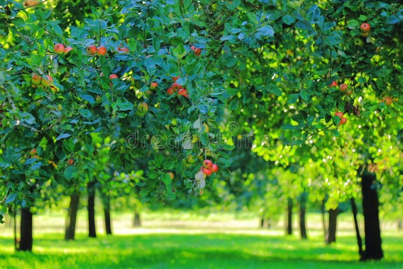 Apple orchard in Somerset stock photo. Image of field - 125489620