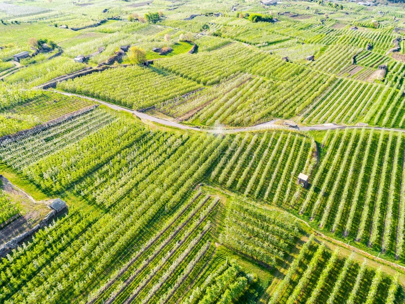 Apple orchard in spring stock image. Image of agriculture - 182822071