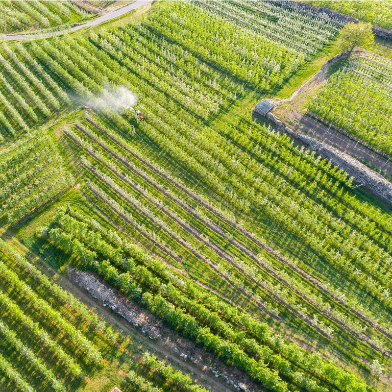 Apple orchard in spring stock image. Image of house - 182821521