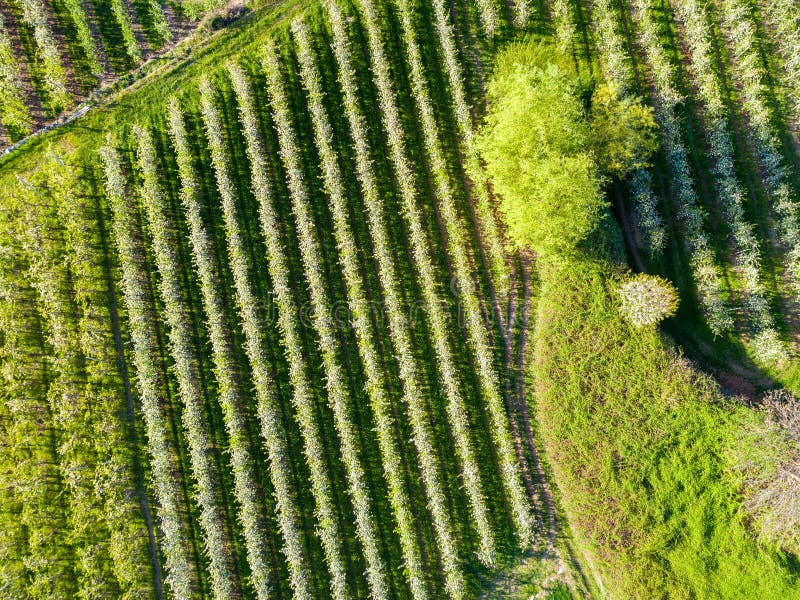 Apple orchard in spring stock photo. Image of apple - 182822030