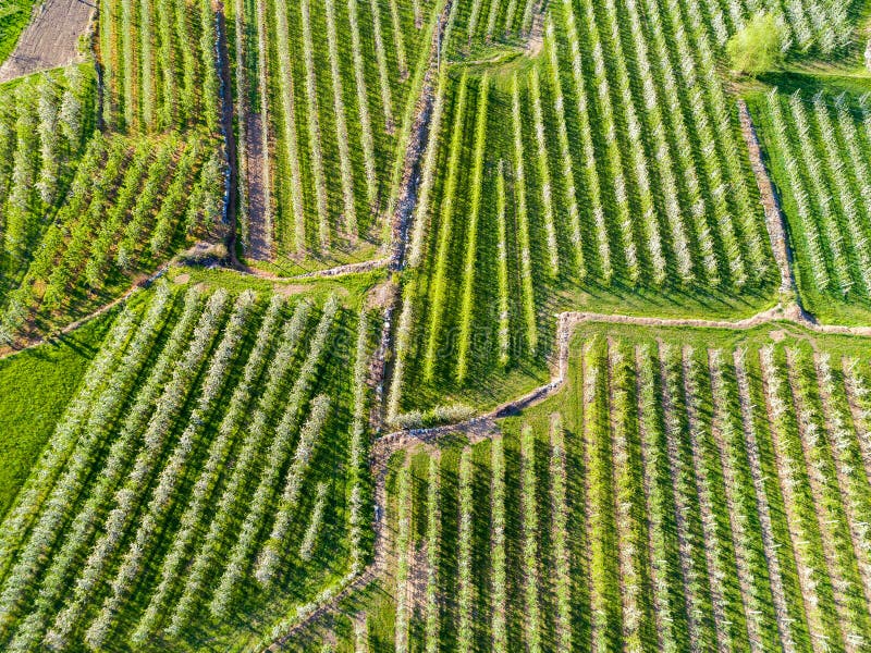 Apple orchard in spring stock image. Image of green - 182822053