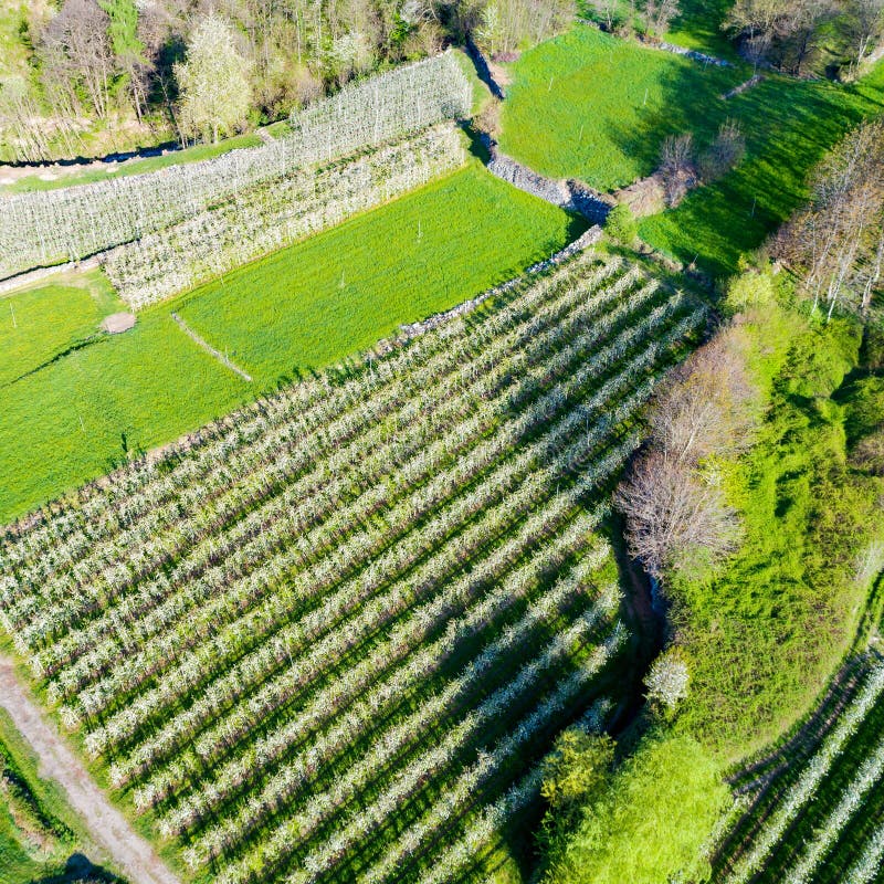 Apple orchard in spring stock photo. Image of apple - 182822096