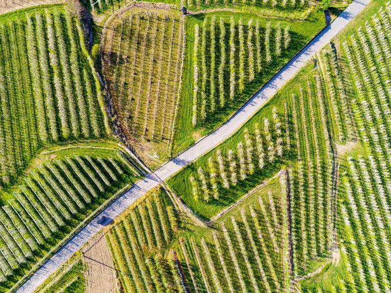 Apple orchard in spring stock image. Image of leaf, outdoor - 182822119