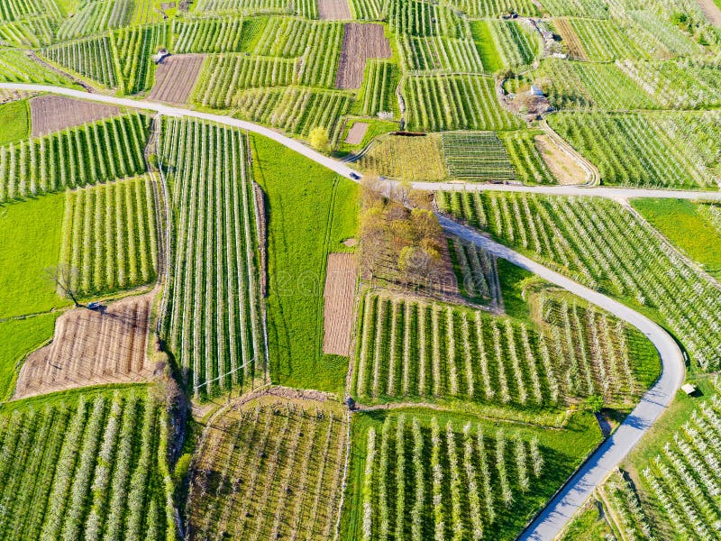 Apple orchard in spring stock image. Image of green - 182822121
