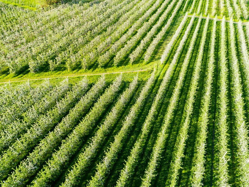Apple orchard in spring stock photo. Image of garden - 182822132